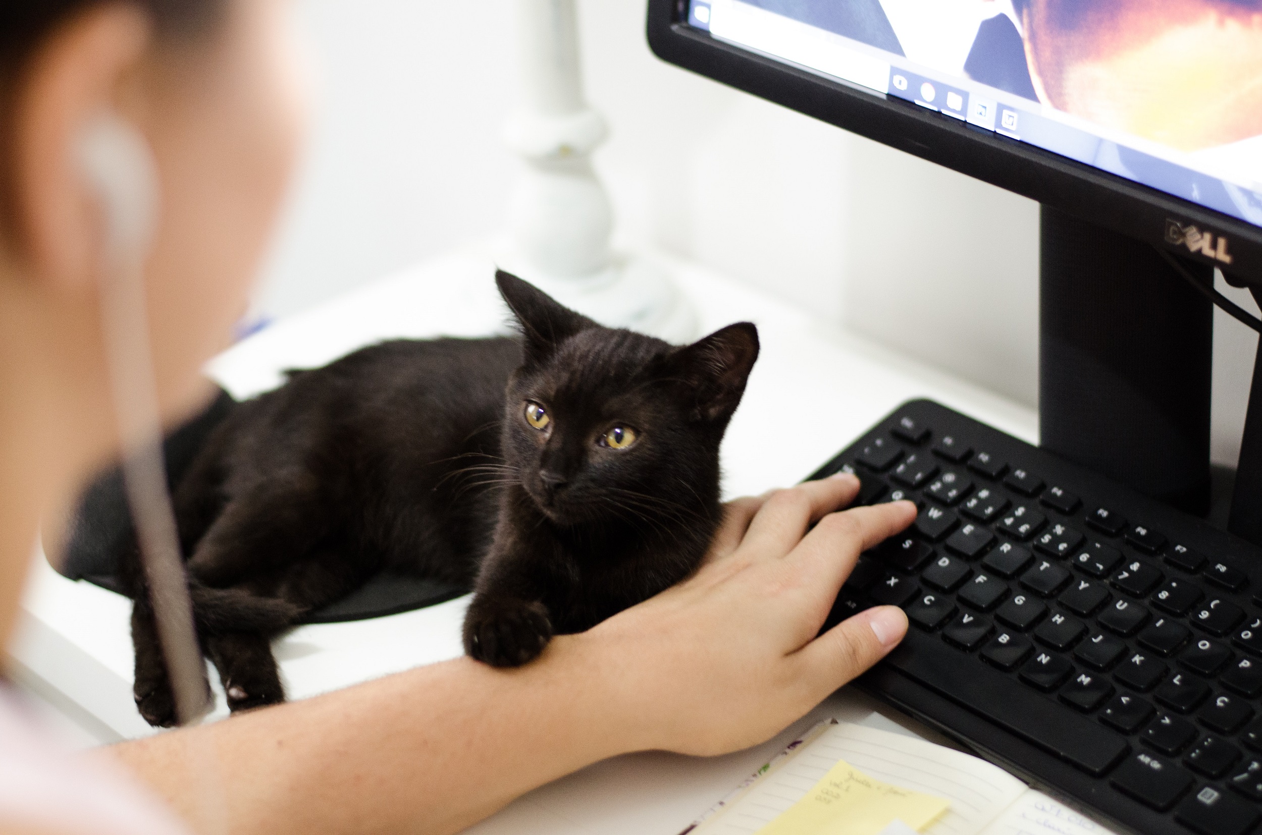 Working from home with a cat: Here is how to make it work
